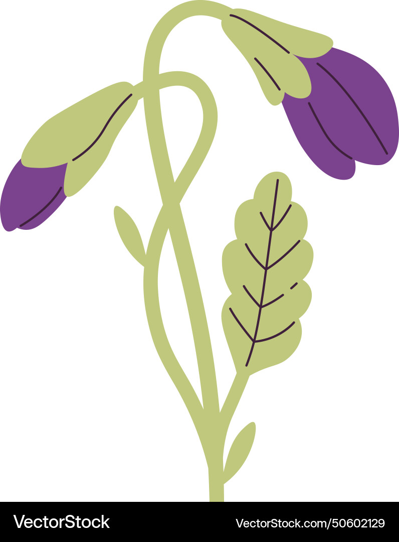 Viola flowers with leaves Royalty Free Vector Image