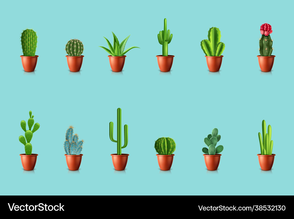 Collection various cactus and succulent plants Vector Image