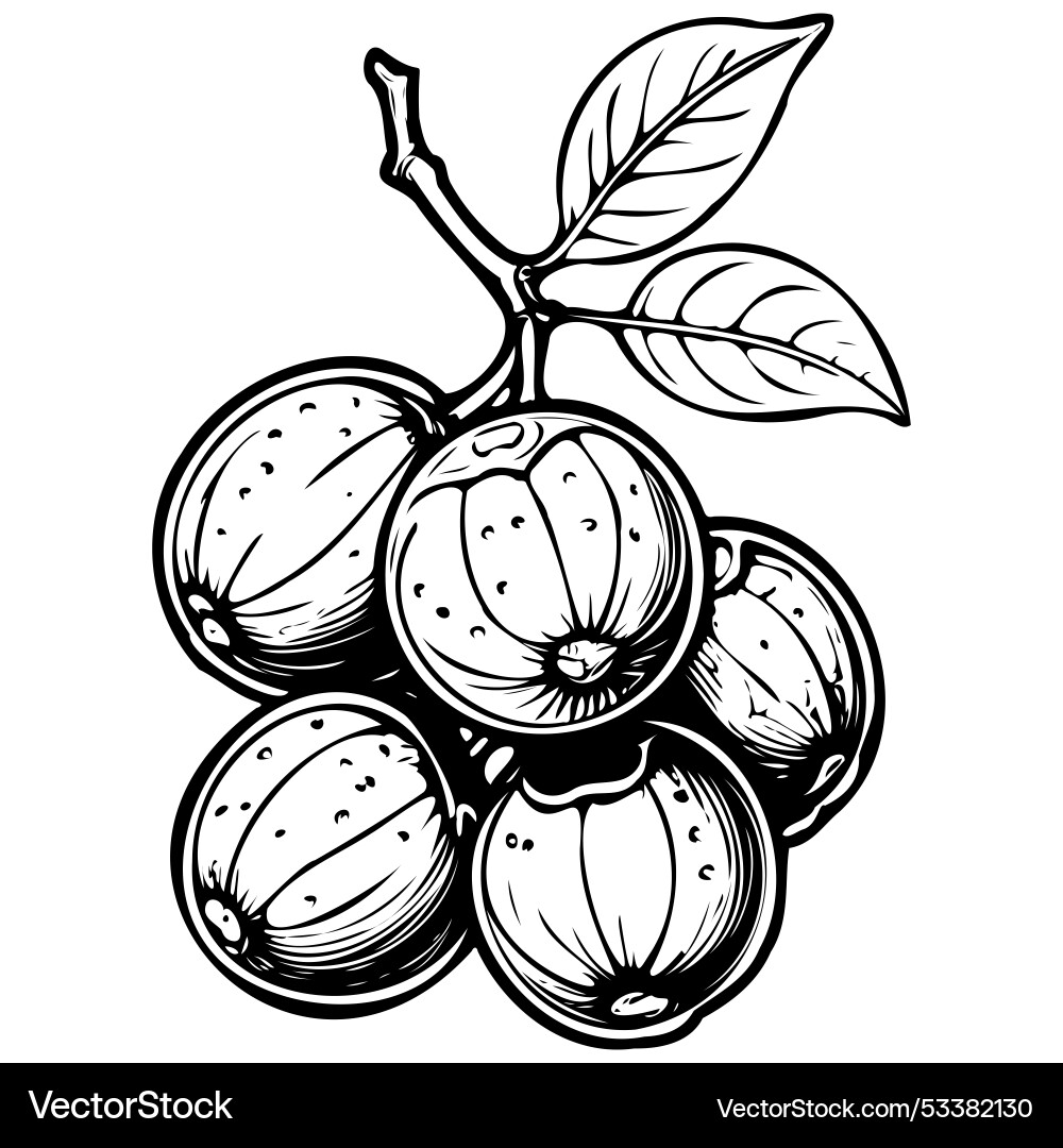 Longan drawing realistic hand line art Royalty Free Vector