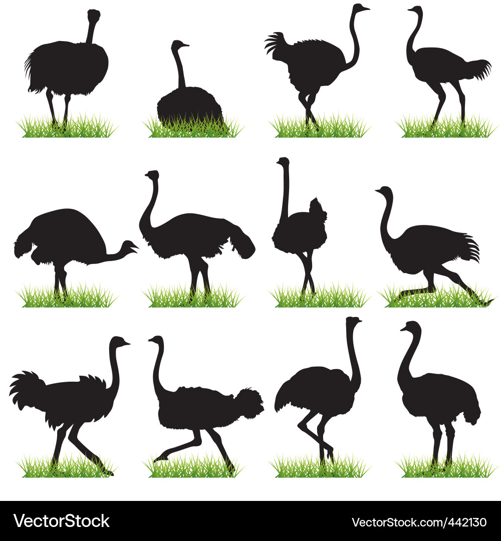 Ostrich Royalty Free Vector Image - VectorStock