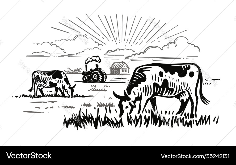 Cows chewing grass on background farm Royalty Free Vector