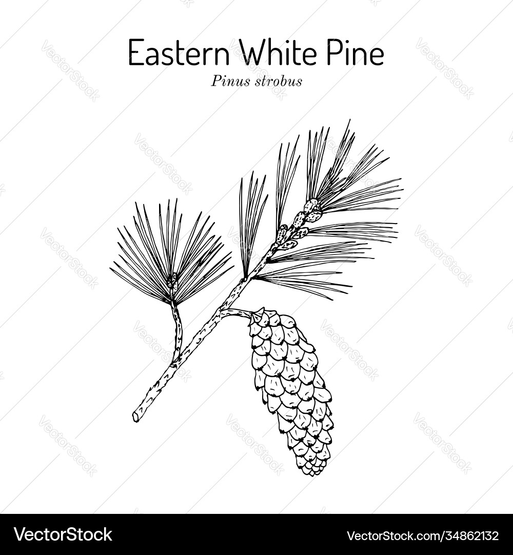 Eastern White Pine - Pinus Strobus Royalty Free Vector Image