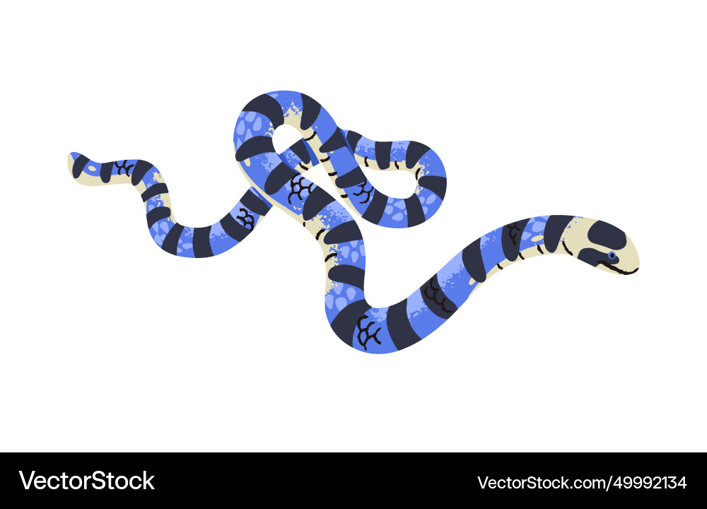 Belcher see snake malayan blue krait die meisten Vektorbild