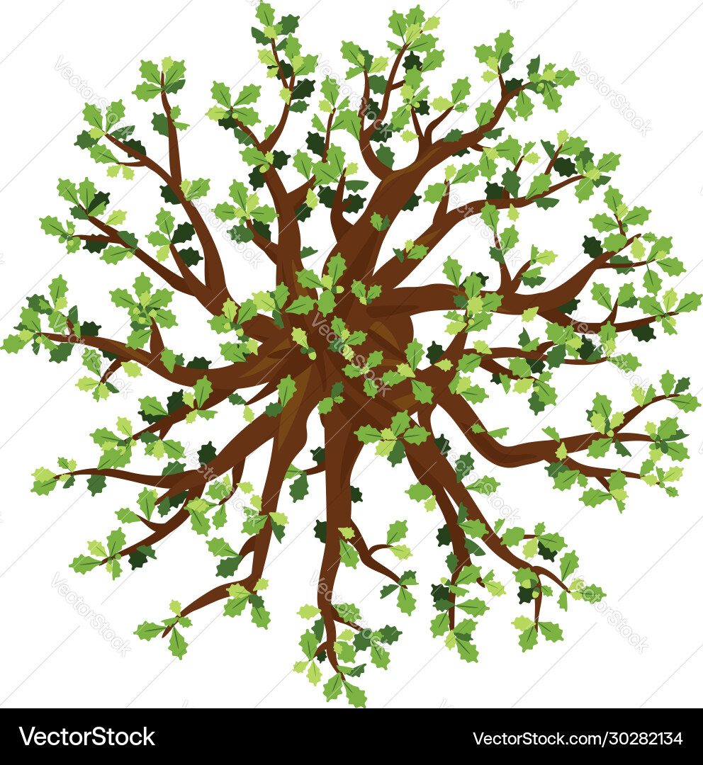 Oak tree on top view isolated Royalty Free Vector Image