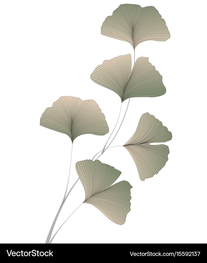Ginkgo biloba leaves Royalty Free Vector Image