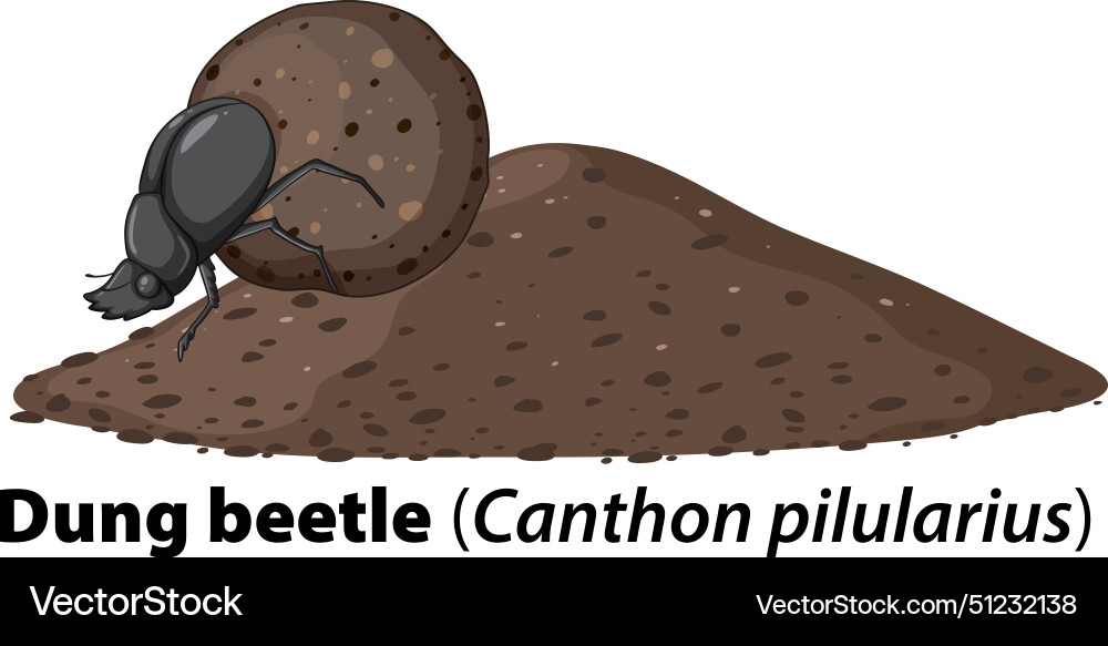 A dung beetle pushing Royalty Free Vector Image