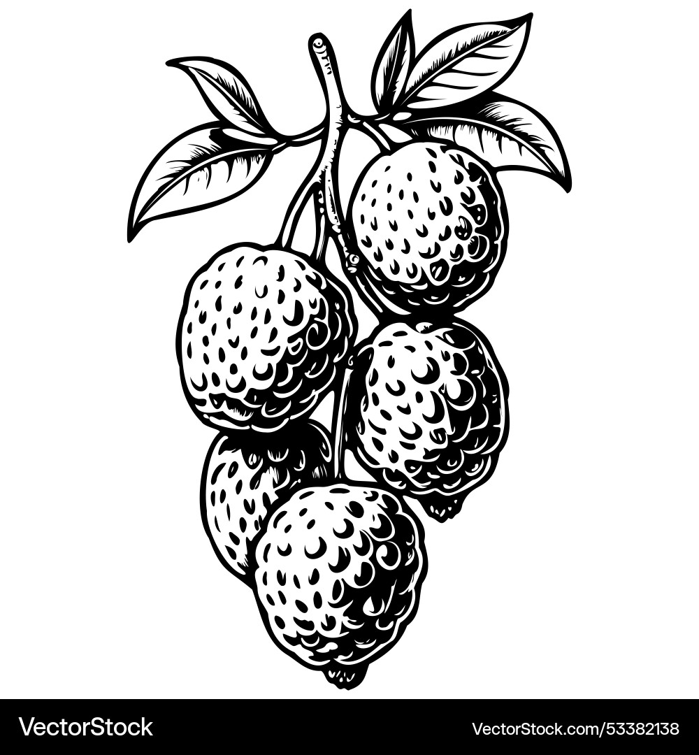 Lychee monochrome outline drawing realistic Vector Image