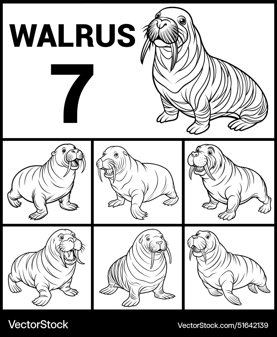 Walrus outline set detailed Royalty Free Vector Image