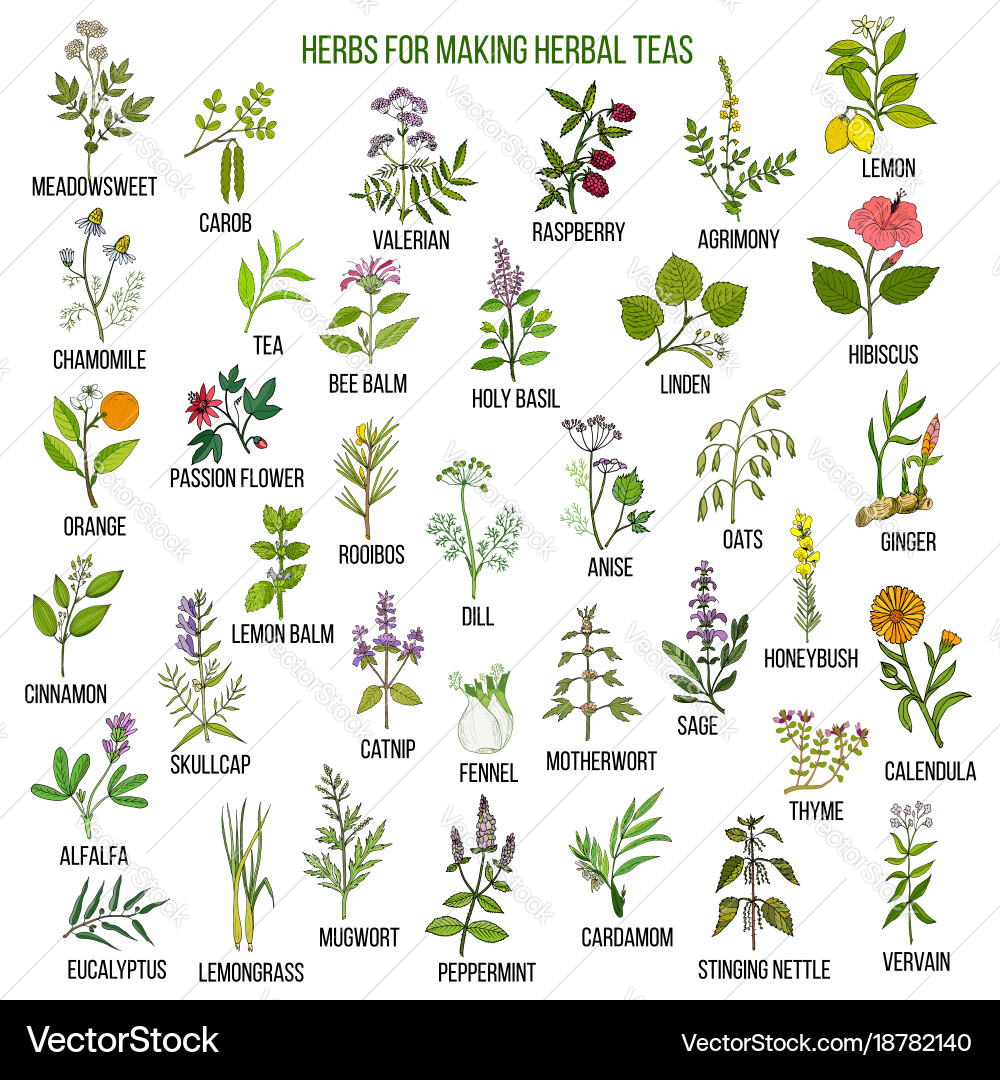 Best herbs for teas Royalty Free Vector Image - VectorStock