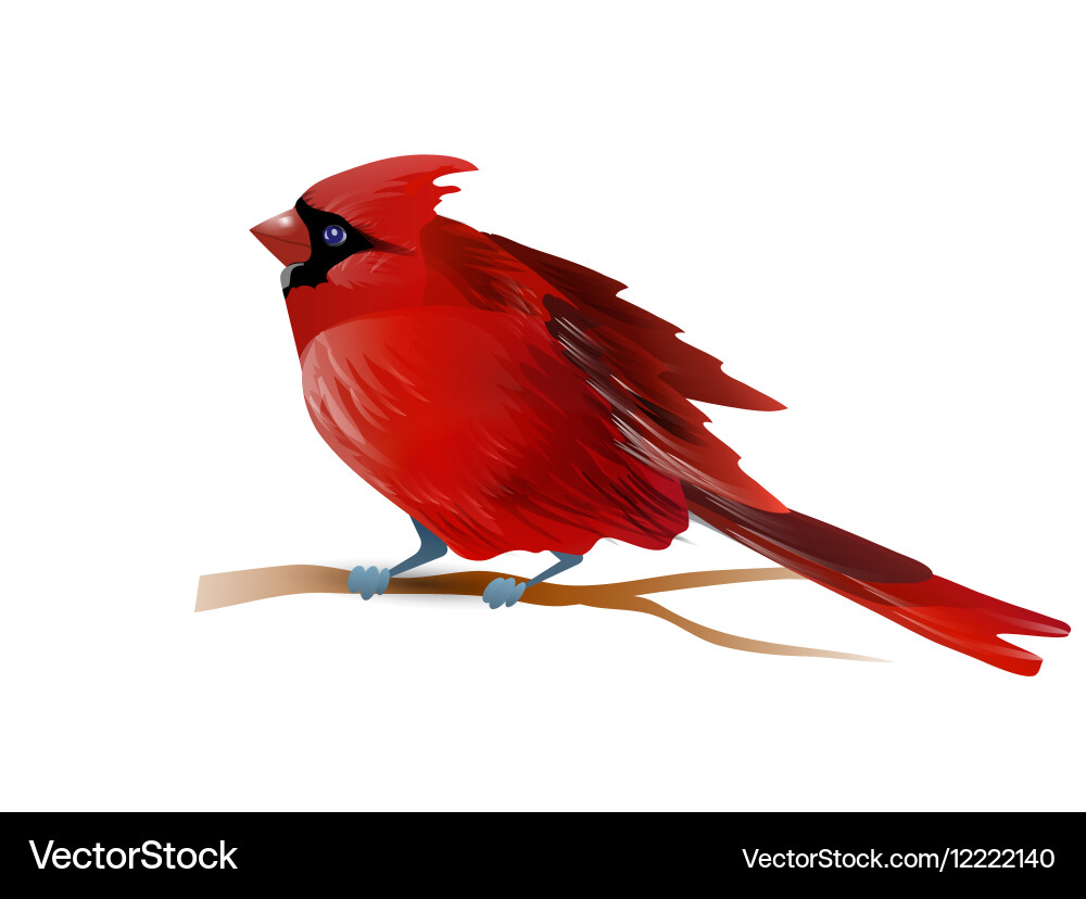 Cardinal Royalty Free Vector Image - VectorStock