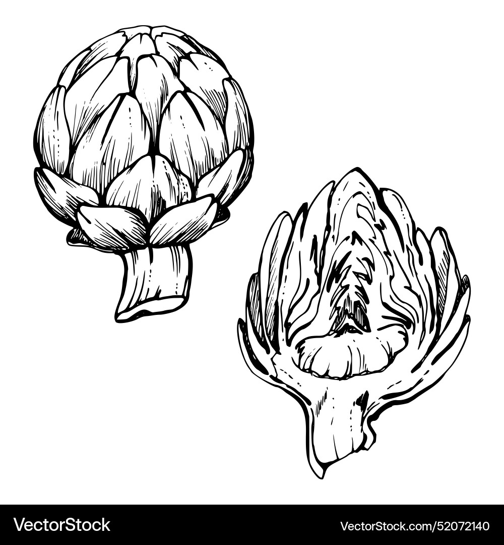 Hand drawn ink artichoke vegetable full and half Vector Image