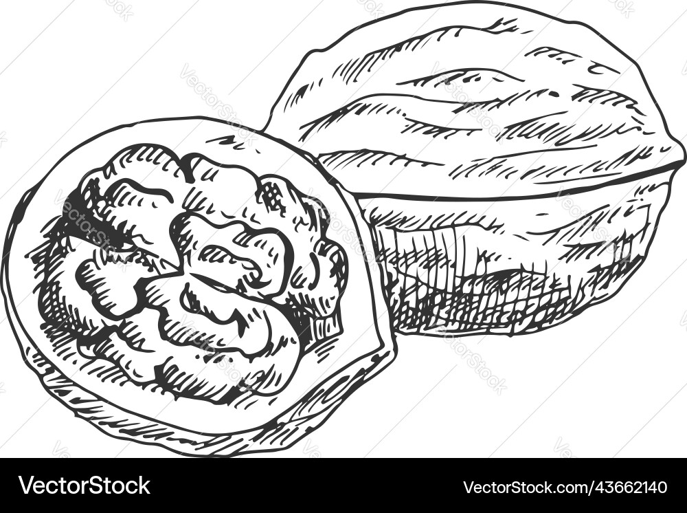 Kernel of walnut whole opened nut fruit isolated Vector Image