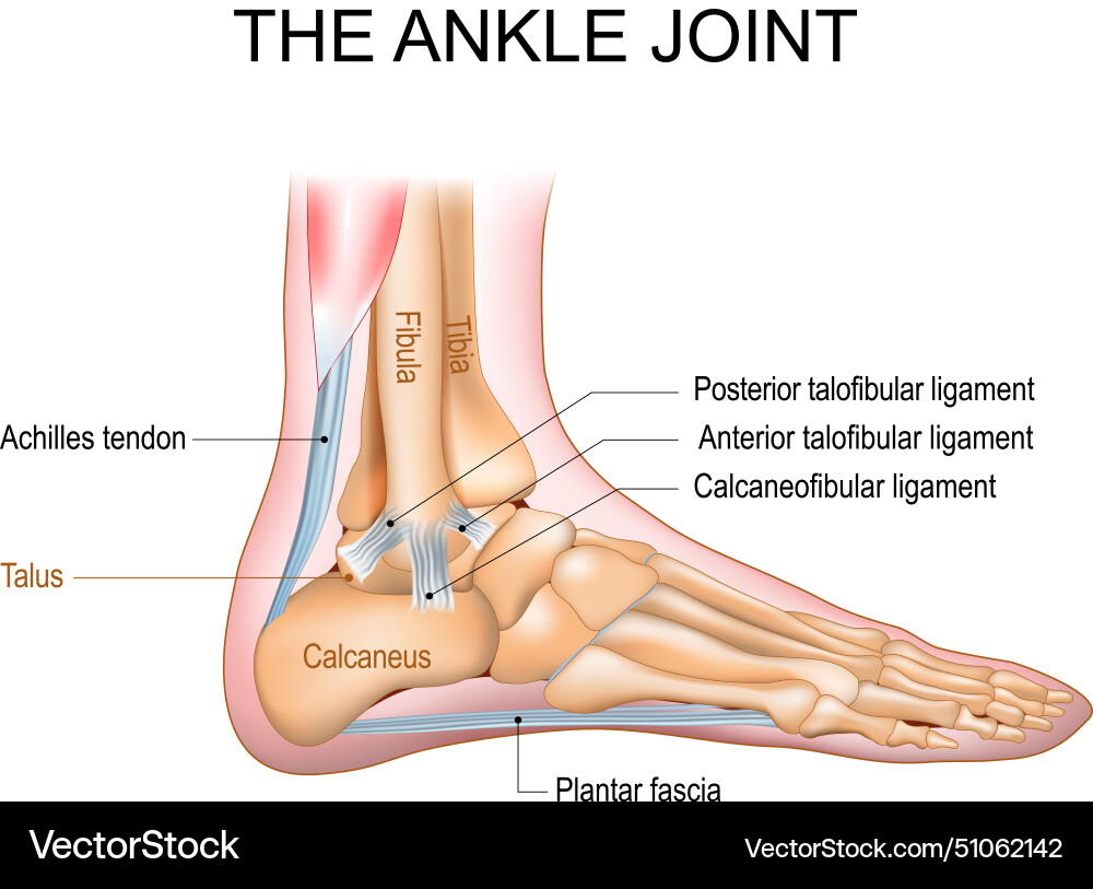 Ankle joint anatomy Royalty Free Vector Image - VectorStock