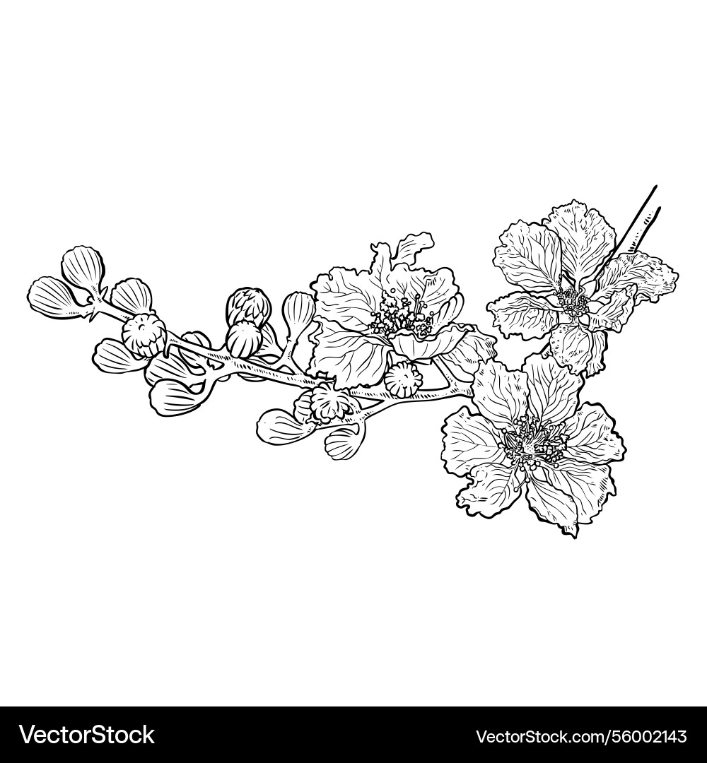Crepeflower lagerstroemia indica drawing Vector Image