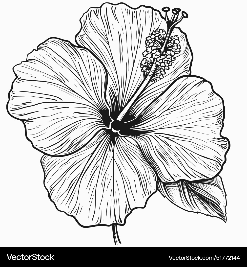 Hibiscus line art drawing flower Royalty Free Vector Image