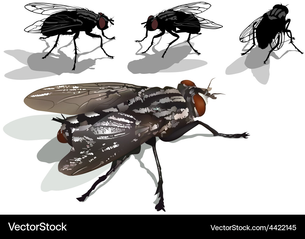 Blow fly Royalty Free Vector Image - VectorStock