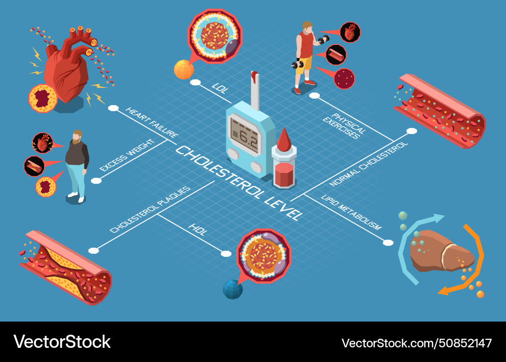 Cholesterol level flowchart Royalty Free Vector Image
