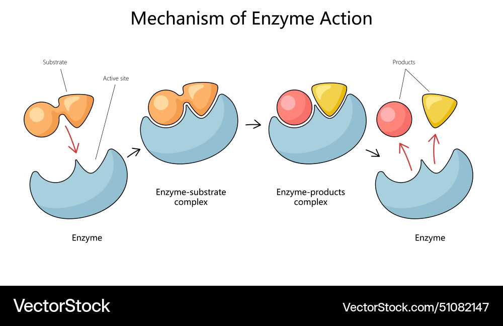 Enzyme function and substrate interaction diagram Vector Image Enzyme function and substrate interaction diagram Vector Image
