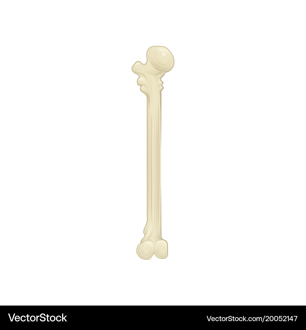Human Humerus Bone - Anatomical Diagram Royalty Free Vector