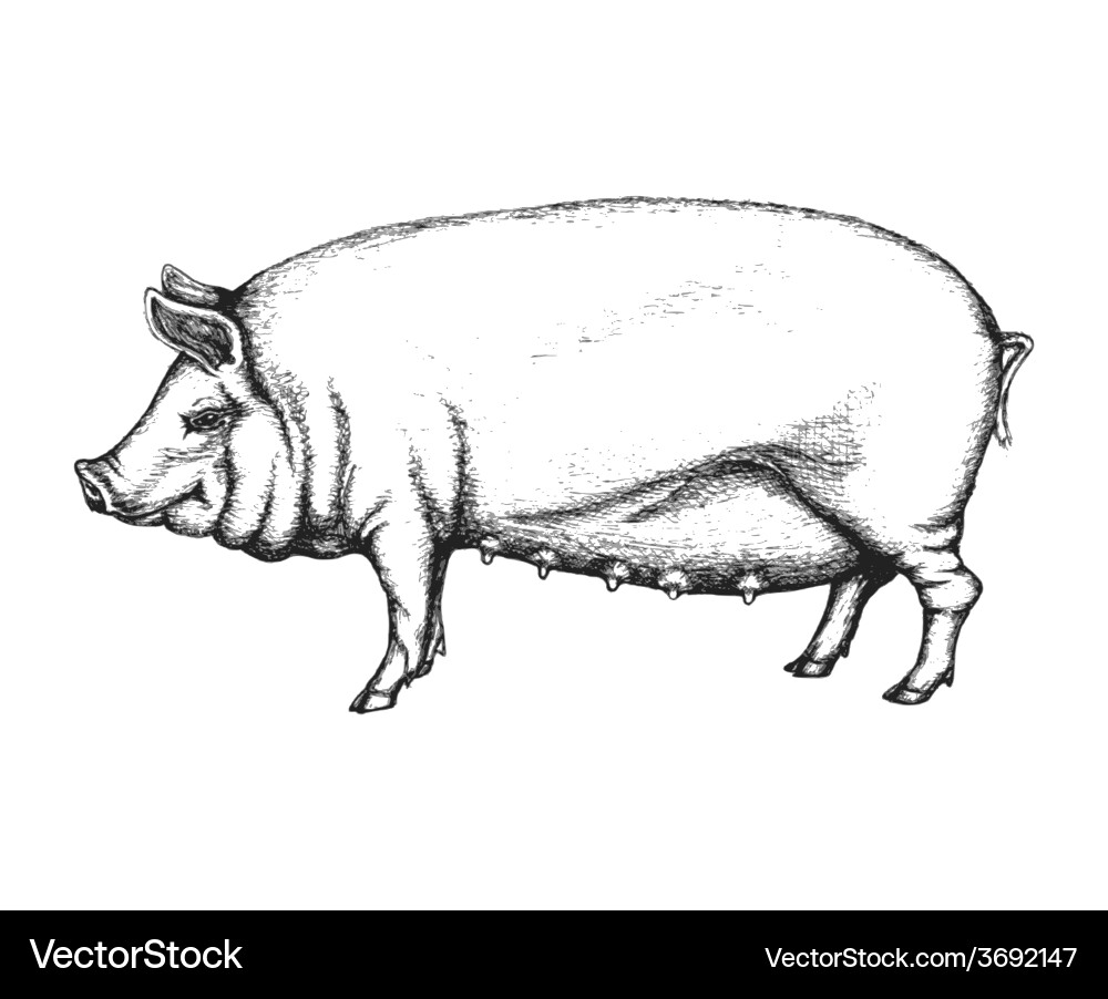 Pig in hand drawn style Royalty Free Vector Image