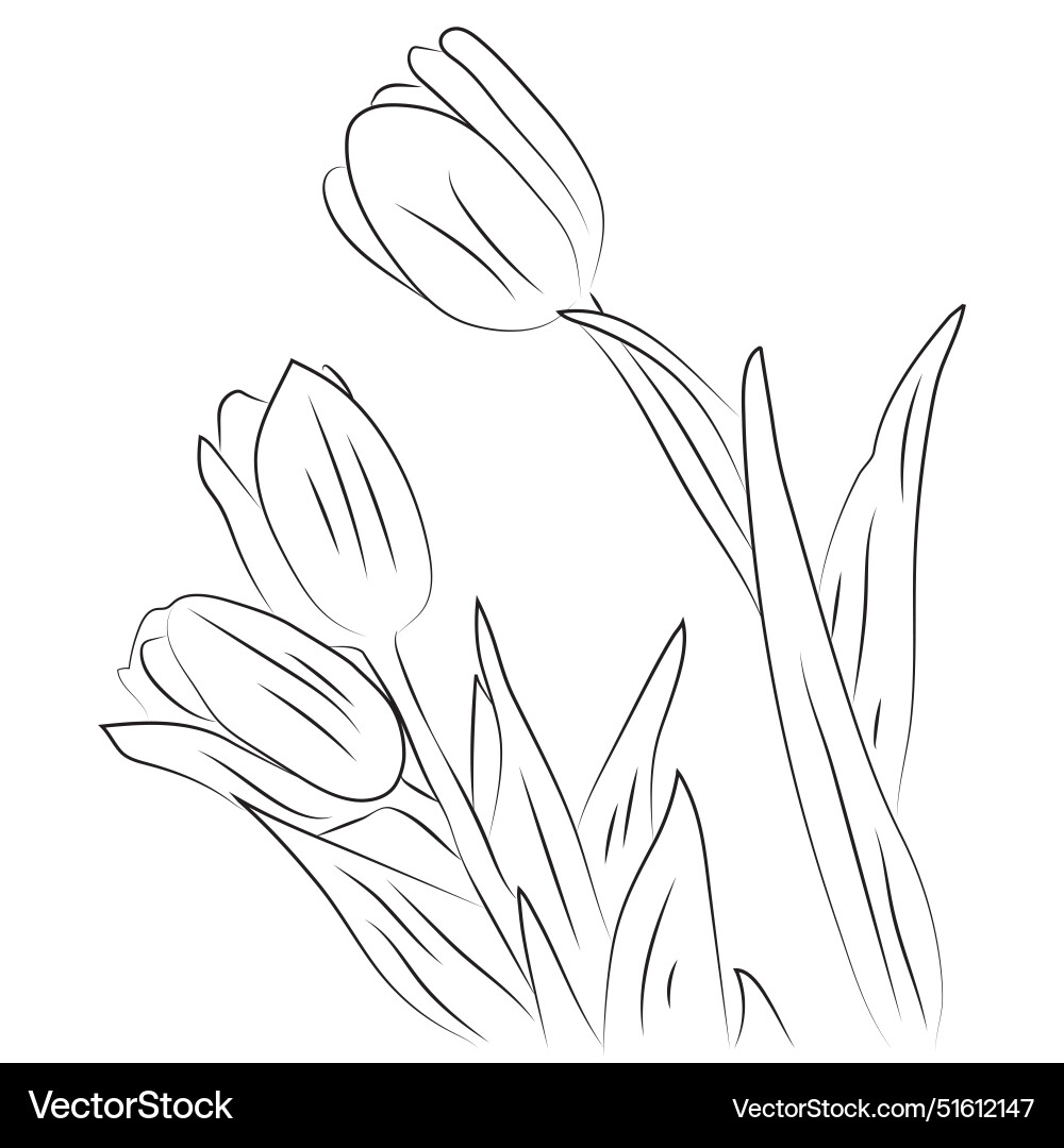 Realistic cute tulips with leaves line art Vector Image
