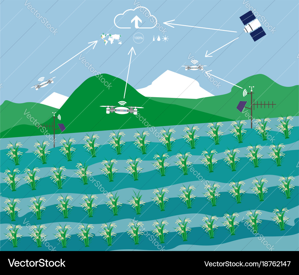 Rice field technology in agriculture Royalty Free Vector