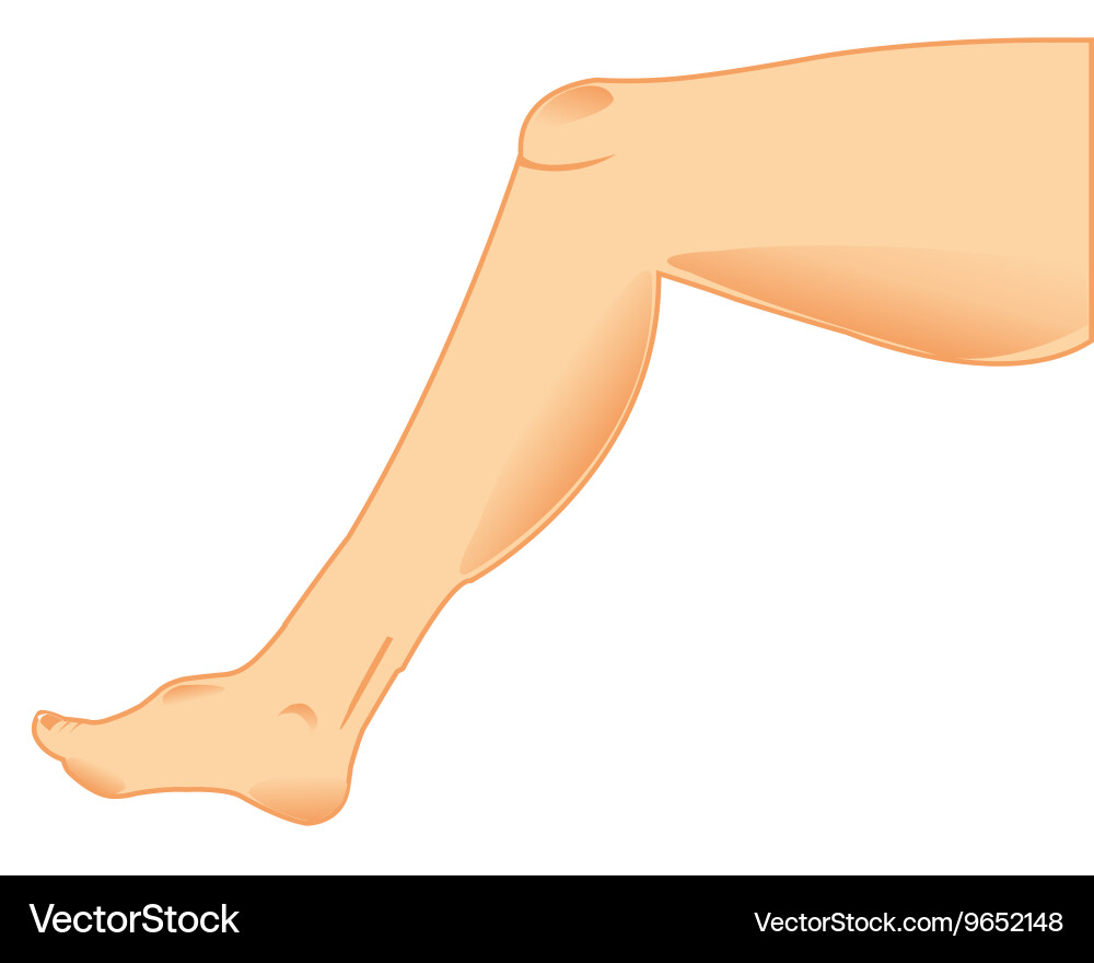 Leg of the person Royalty Free Vector Image - VectorStock