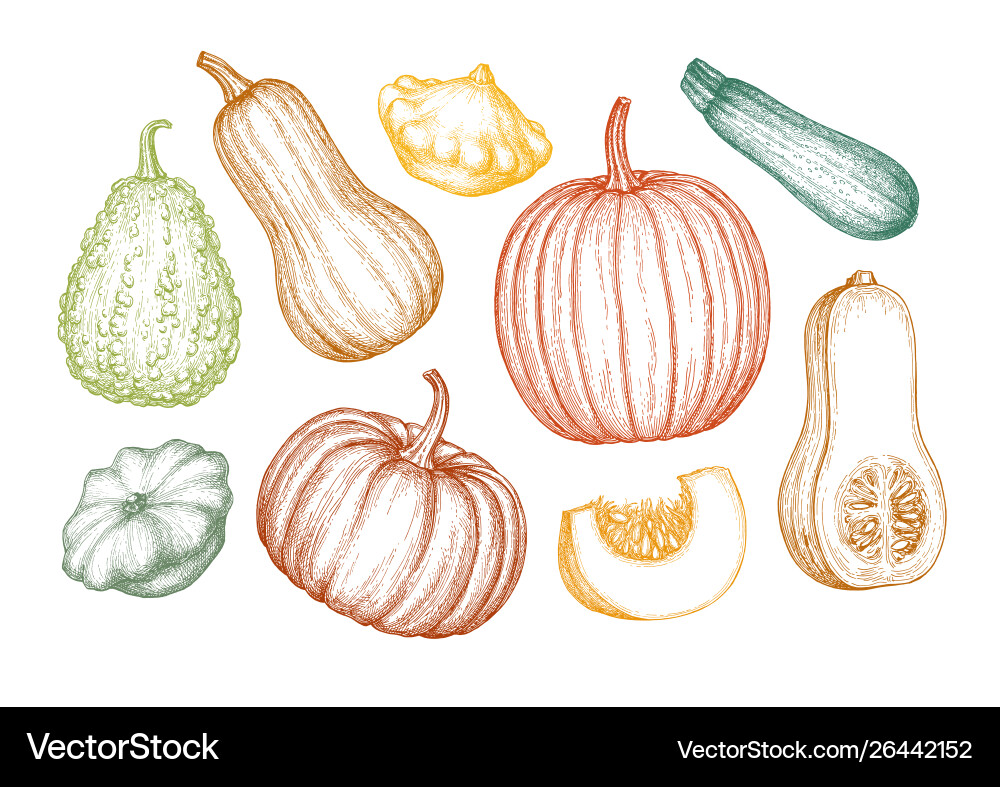 Autumn Squash Collection Royalty Free Vector Image