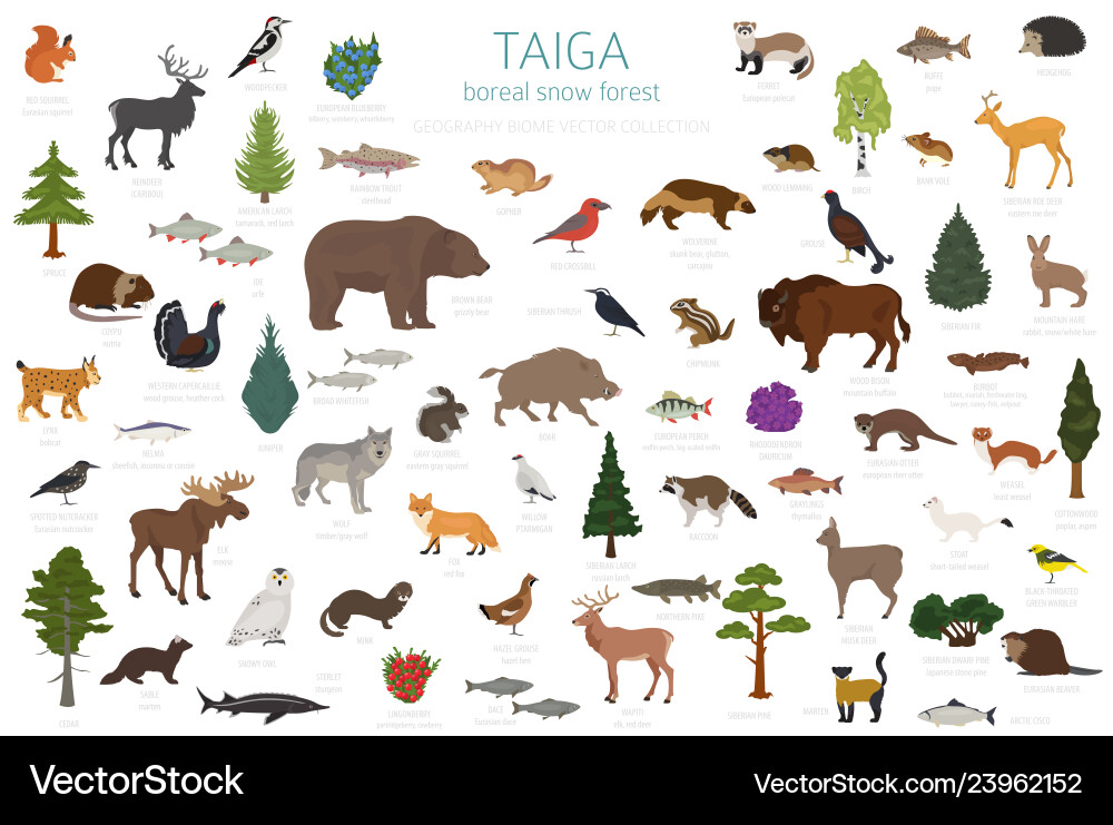 Boreal Taiga Forest Ecosystem Royalty Free Vector Image