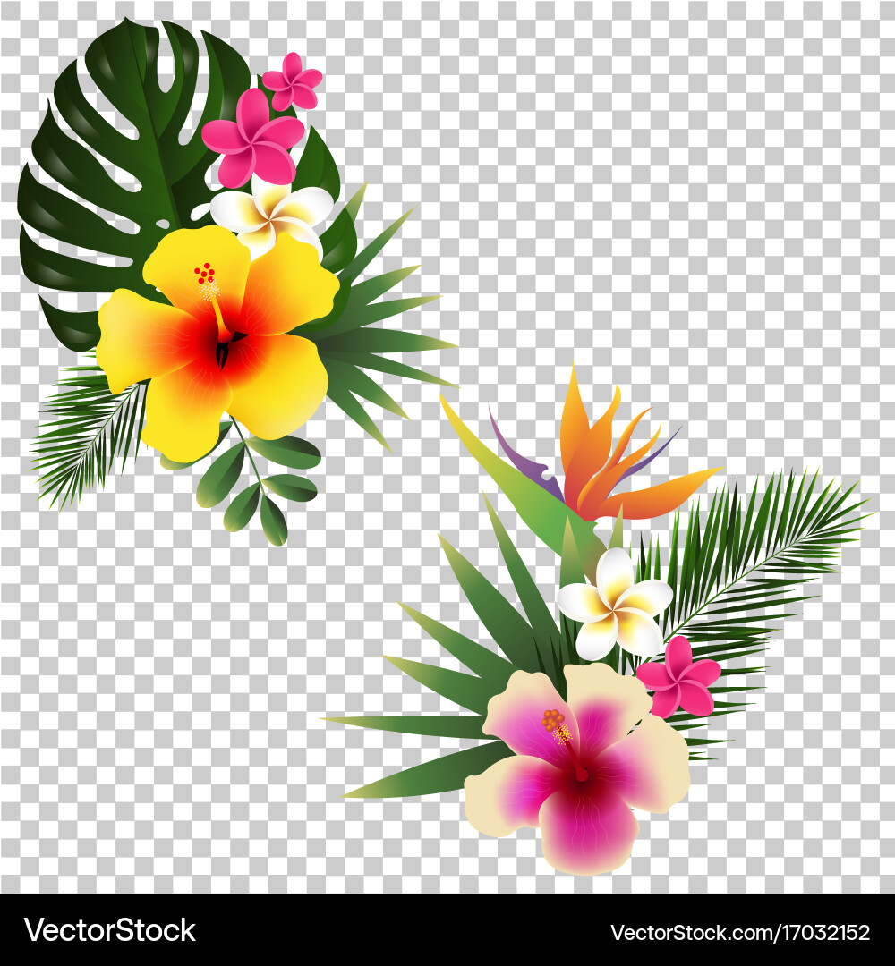 Tropical flower set transparent background Vector Image