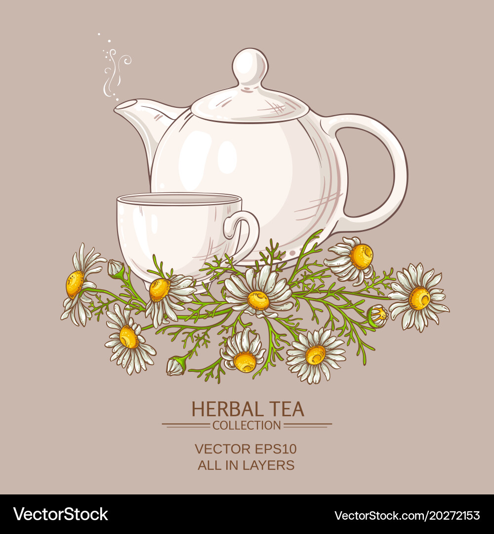 Chamomile tea Royalty Free Vector Image - VectorStock