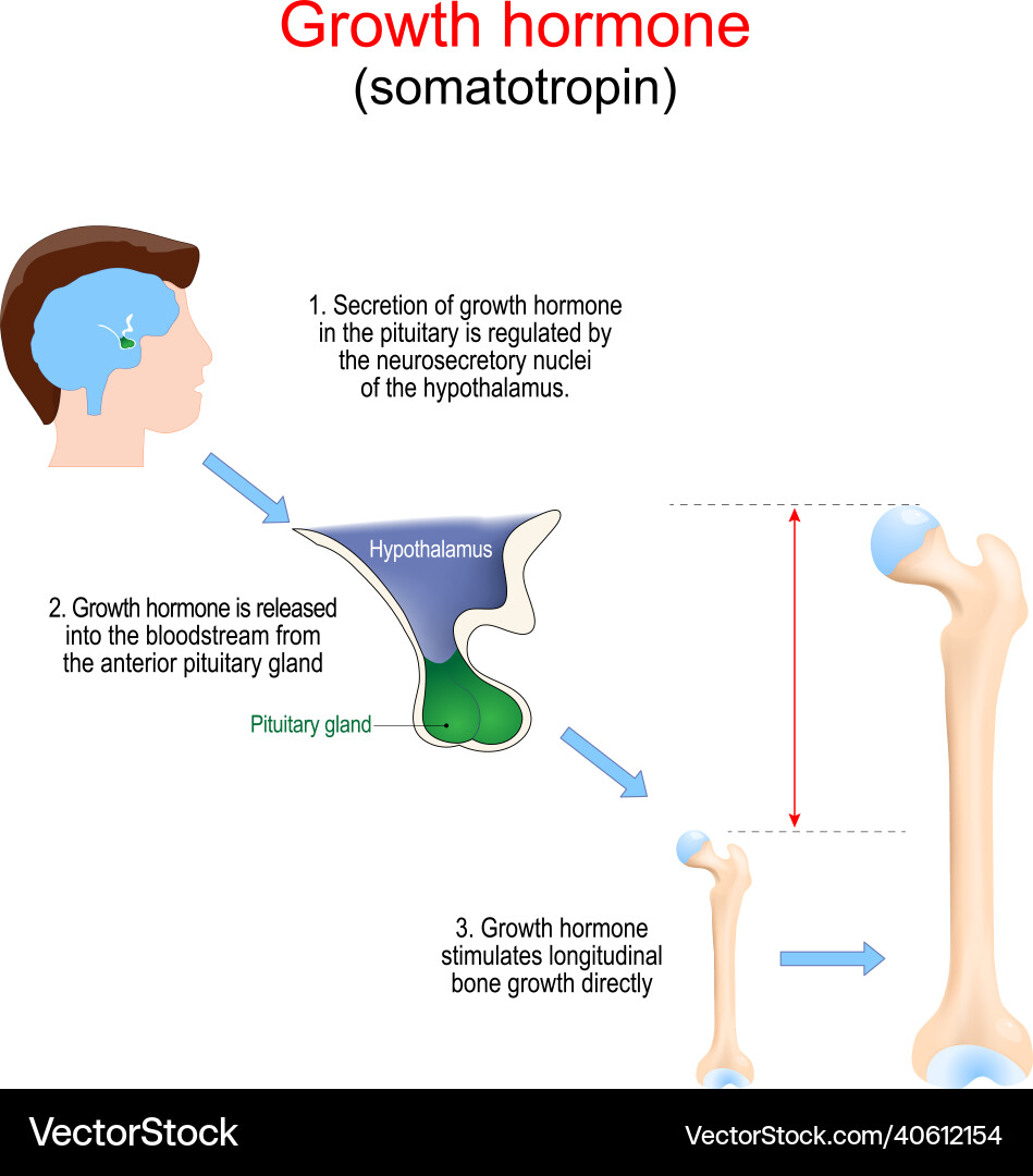 Growth hormone stimulates development of the bone Vector Image