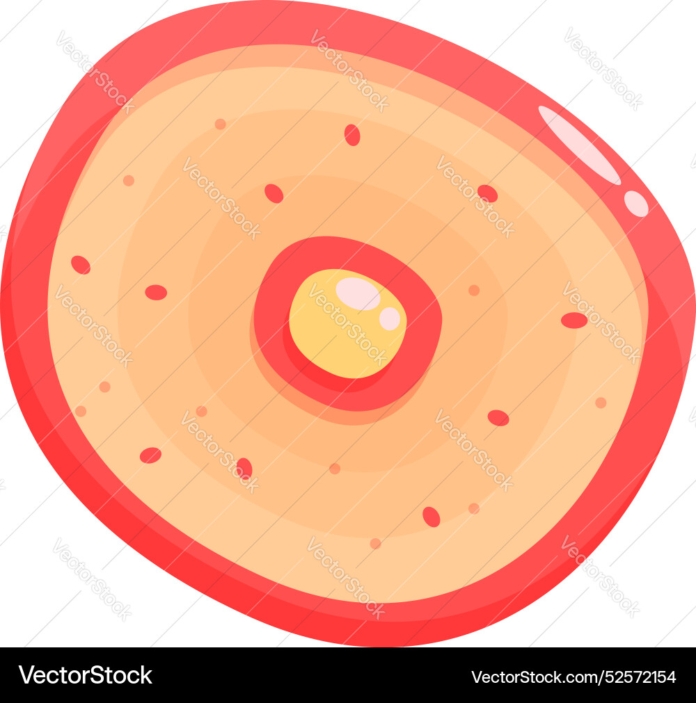 Ovum cell is being fertilized by sperm close Vector Image