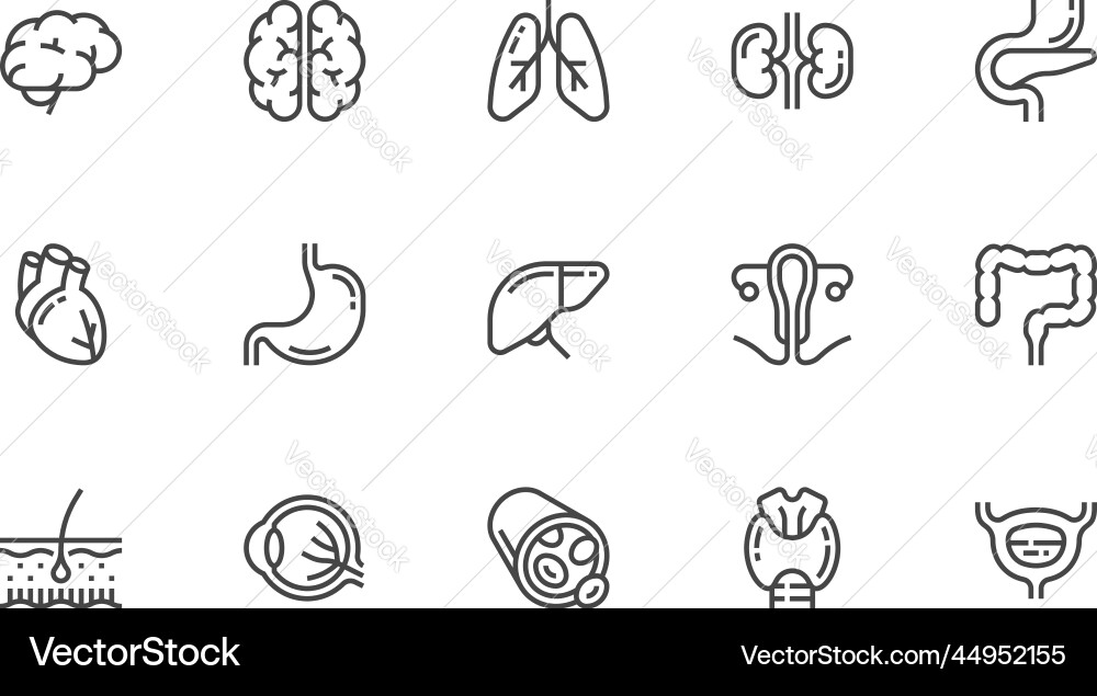 Human internal organs line icons set Royalty Free Vector