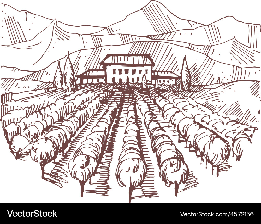 Hand drawn of a vineyard Royalty Free Vector Image