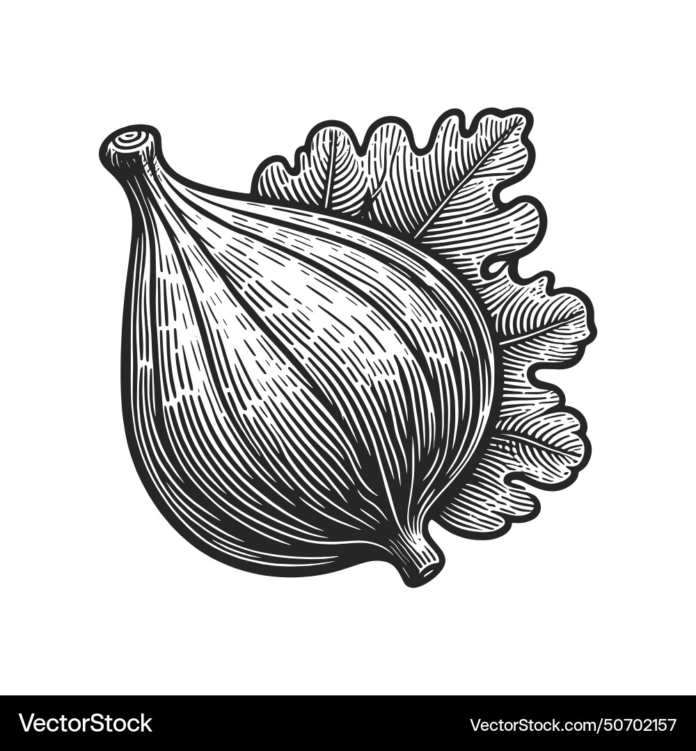 Fig fruit with leaf plant sketch engraved Vector Image