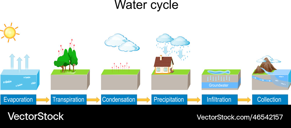 Water cycle detailed explanation infographic Vector Image
