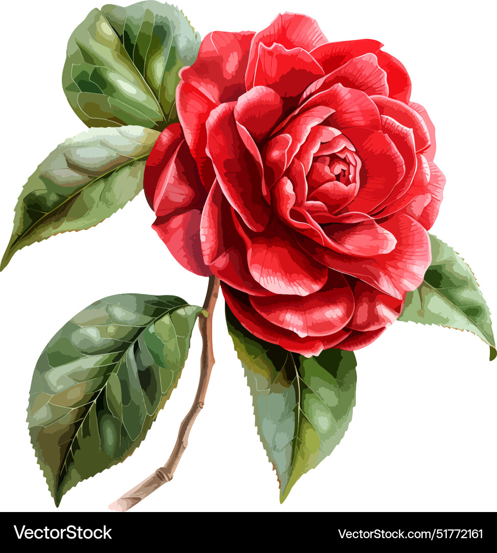 Camellia flower clipart Royalty Free Vector Image