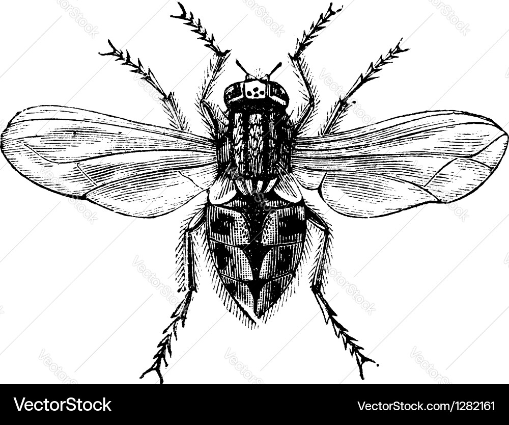 Common Housefly Vector Images (84)