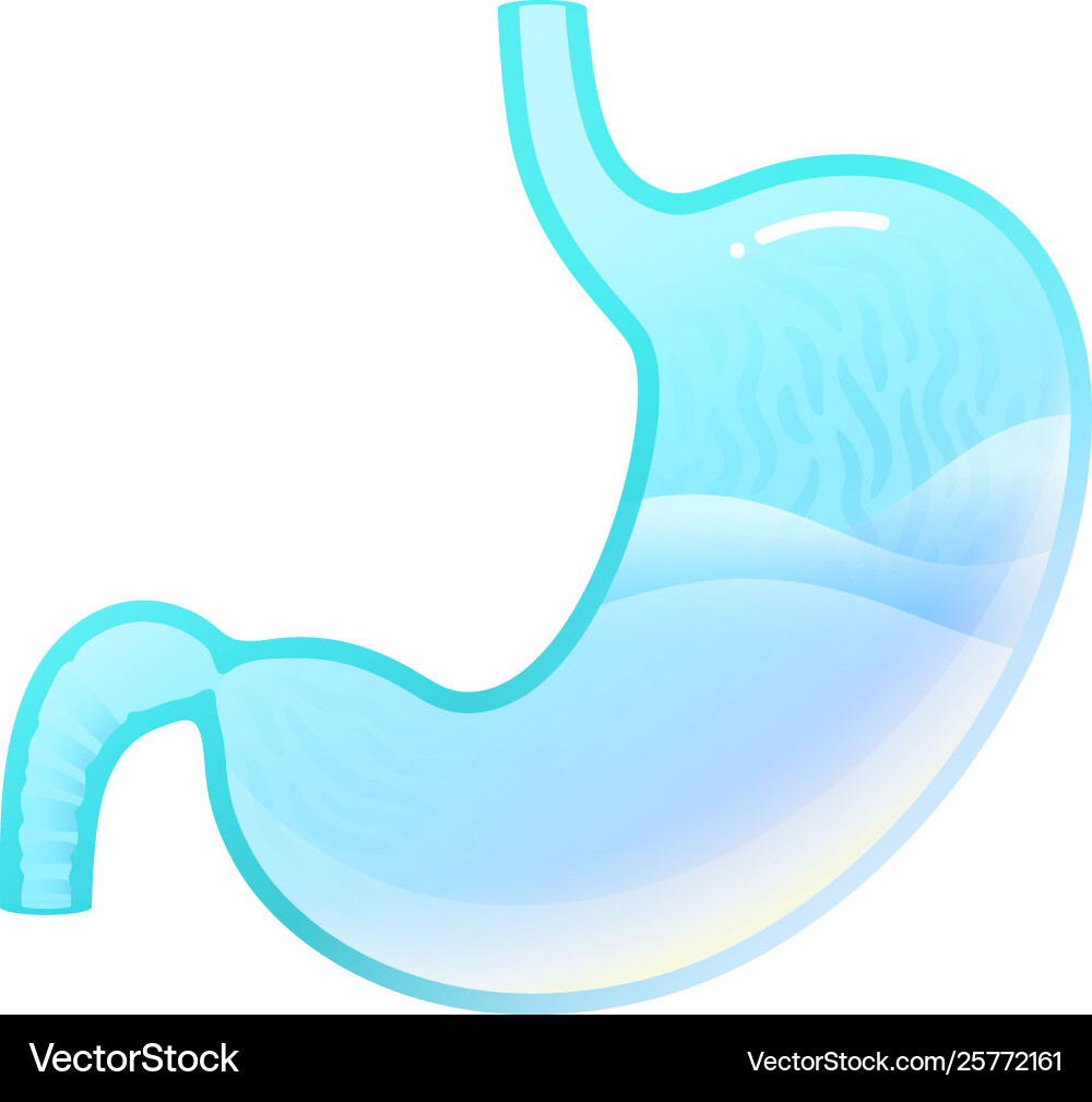 Isolated stomach Royalty Free Vector Image - VectorStock