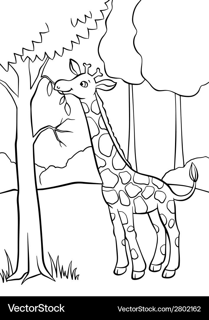 Giraffe eating leaves from the tree Royalty Free Vector