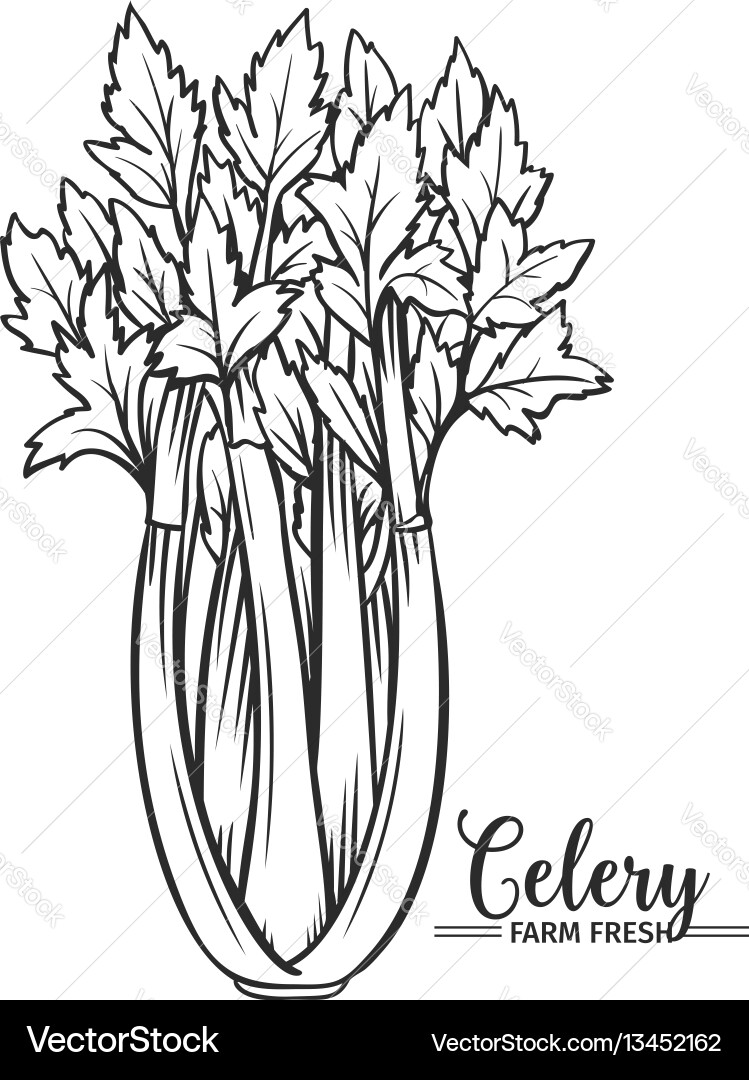 Hand drawn celery icon Royalty Free Vector Image