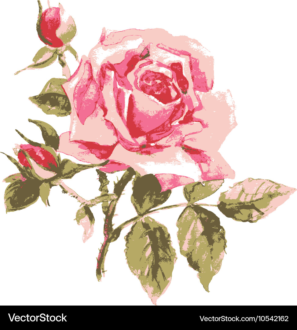 Pictures Of Roses To Trace