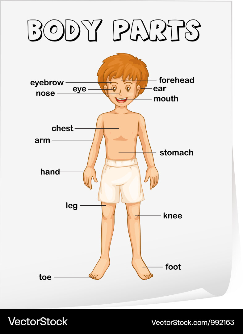 Human Body Parts Chart Royalty Free Vector Image