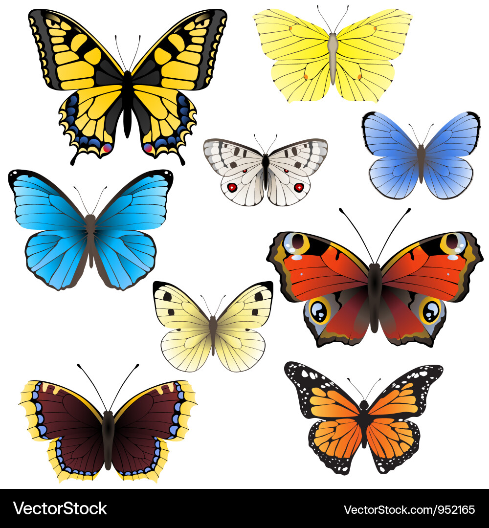 Butterfly set Royalty Free Vector Image - VectorStock