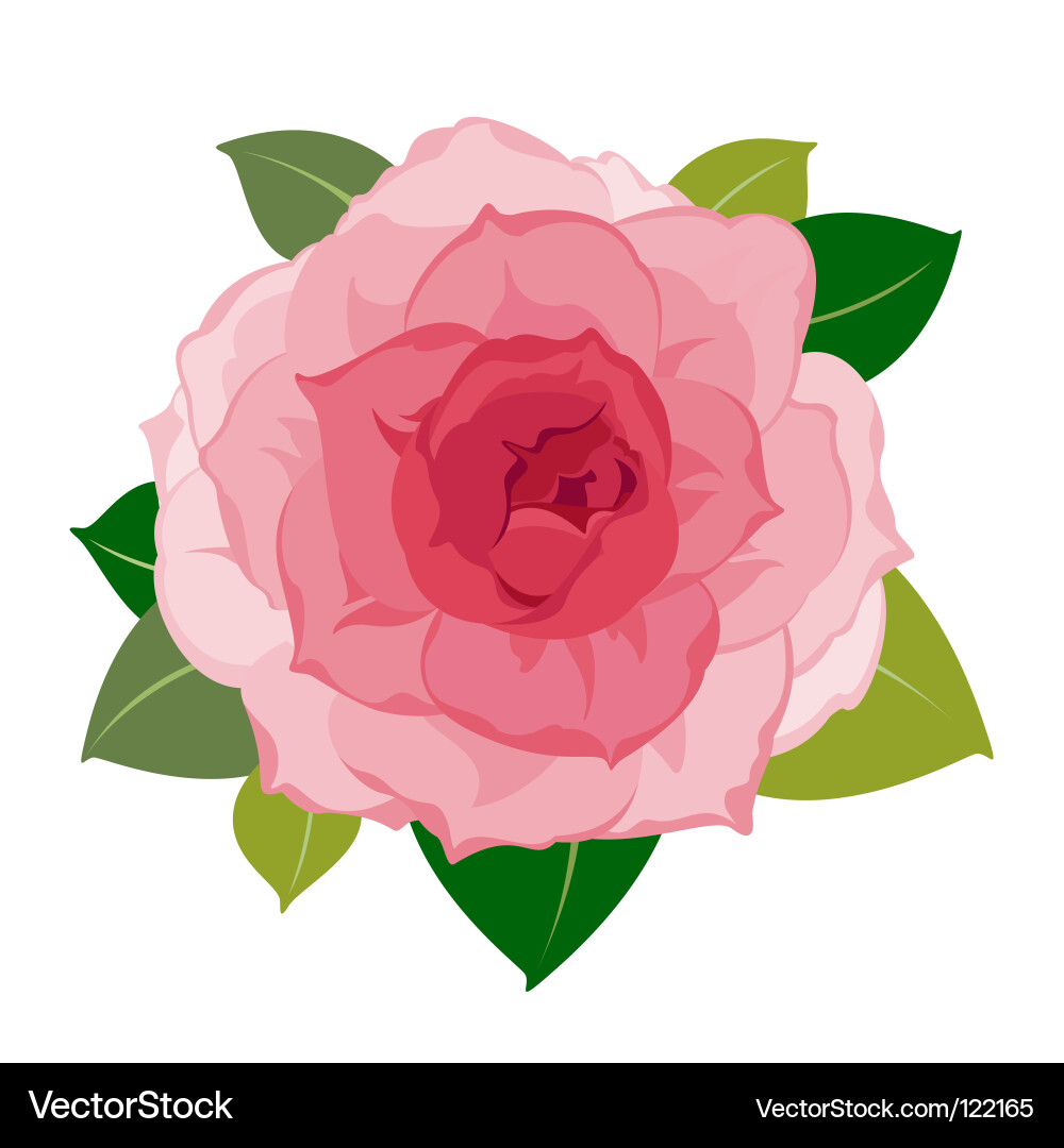 Soft flower petals closeup Royalty Free Vector Image