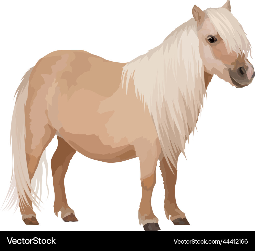 Shetland realistic pony thoroughbred horse Vector Image