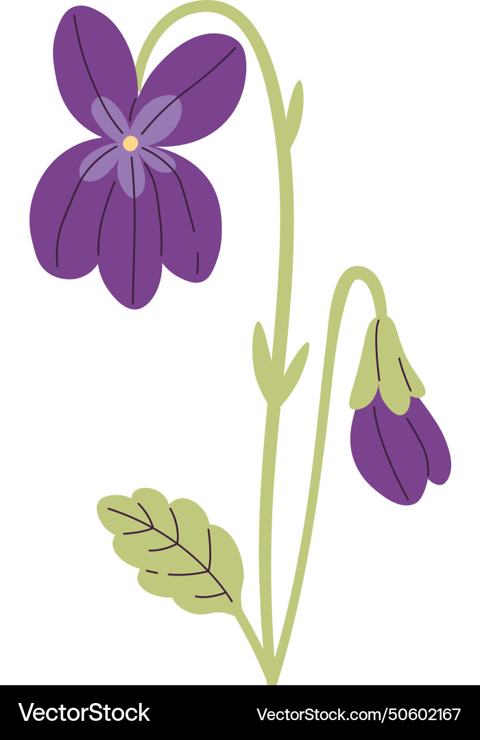 Viola flowers with leaves Royalty Free Vector Image