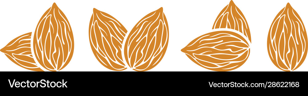 Almond Royalty Free Vector Image - VectorStock