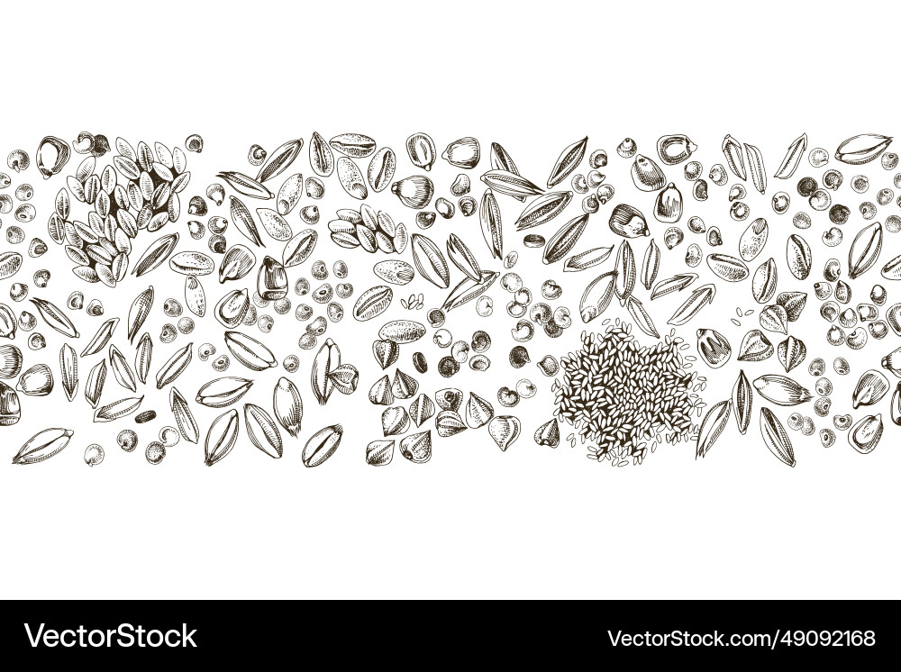 Cereal crop seeds monochrome seamless border Vector Image